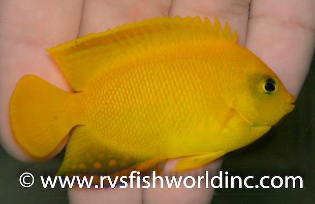 A trio of interesting yellow angelfish have been collected in the ...