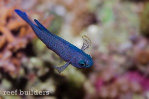 Behind the face of LiveAquaria - Kevin Kohen’s fish collection part 3 ...