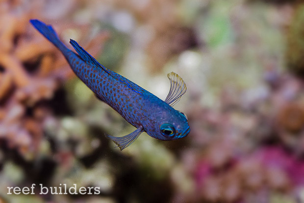 Behind the face of LiveAquaria - Kevin Kohen’s fish collection part 3 ...