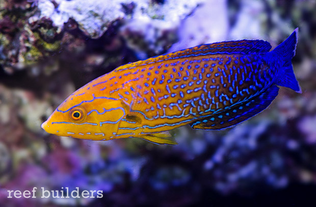 Behind the face of LiveAquaria - Kevin Kohen’s fish collection part 1 ...