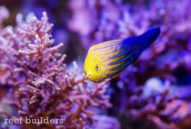 Behind the face of LiveAquaria - Kevin Kohen’s fish collection part 1 ...