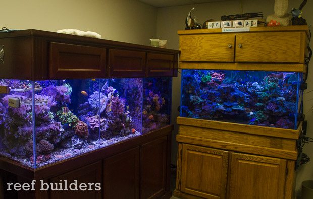 Behind the face of LiveAquaria - Kevin Kohen’s fish collection part 1 ...