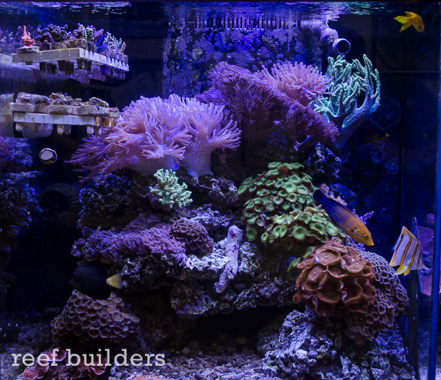 Behind the face of LiveAquaria - Kevin Kohen’s fish collection part 1 ...
