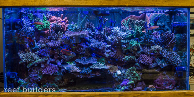 Behind the face of LiveAquaria - Kevin Kohen’s fish collection part 2 ...