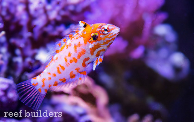Behind the face of LiveAquaria - Kevin Kohen’s fish collection part 1 ...