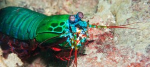 Mantis Shrimps eyes can help us detect cancer | Reef Builders | The ...