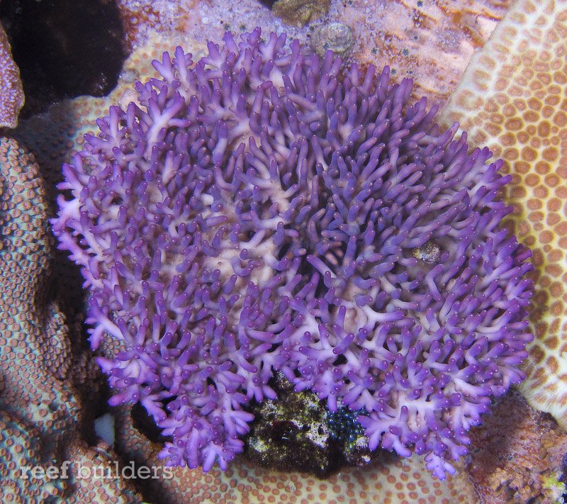 Meet 6 of the corals that are in danger of becoming illegal | Reef ...