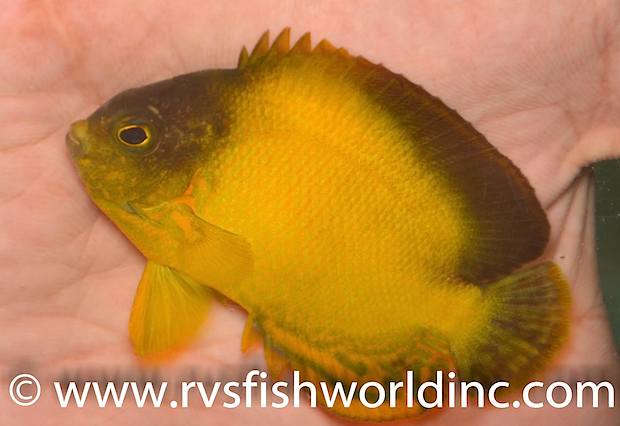 A trio of interesting yellow angelfish have been collected in the ...