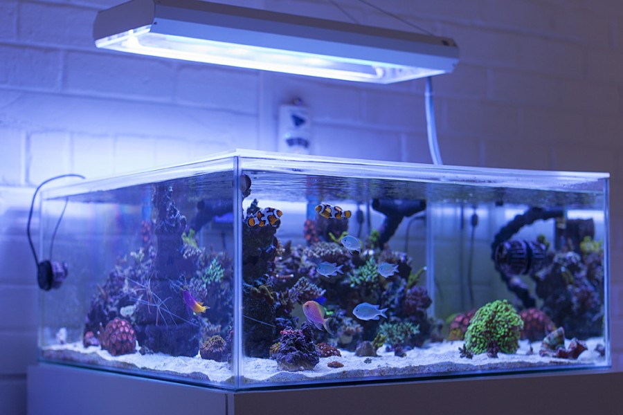 Nano Box Reef breathes new life into old fixtures with cool custom ...