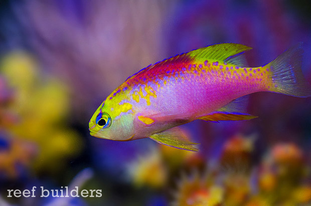 Behind the face of LiveAquaria - Kevin Kohen’s fish collection part 1 ...