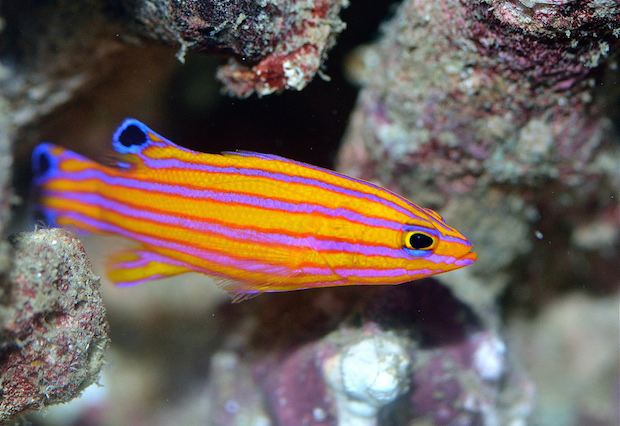 Will you stop hiding from me! Lonesome Liopropoma | Reef Builders | The ...