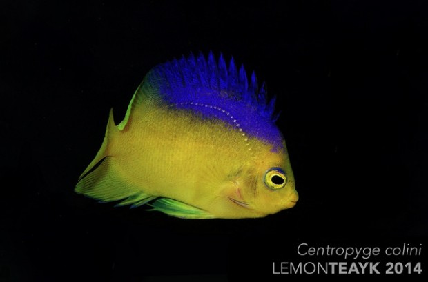 Awesome Fish Spotlight: The clandestine life of Centropyge colini ...