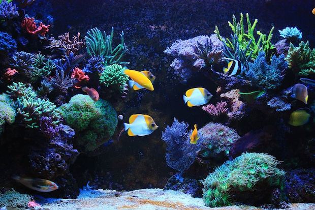 Reef Nuggets 2: Aquatic Lepidopterans for your reef (Revised edition ...