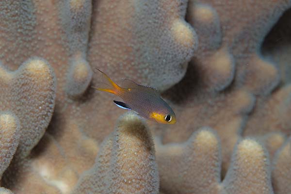 Reef Nuggets 1: Damsels in disguise | Reef Builders | The Reef and ...