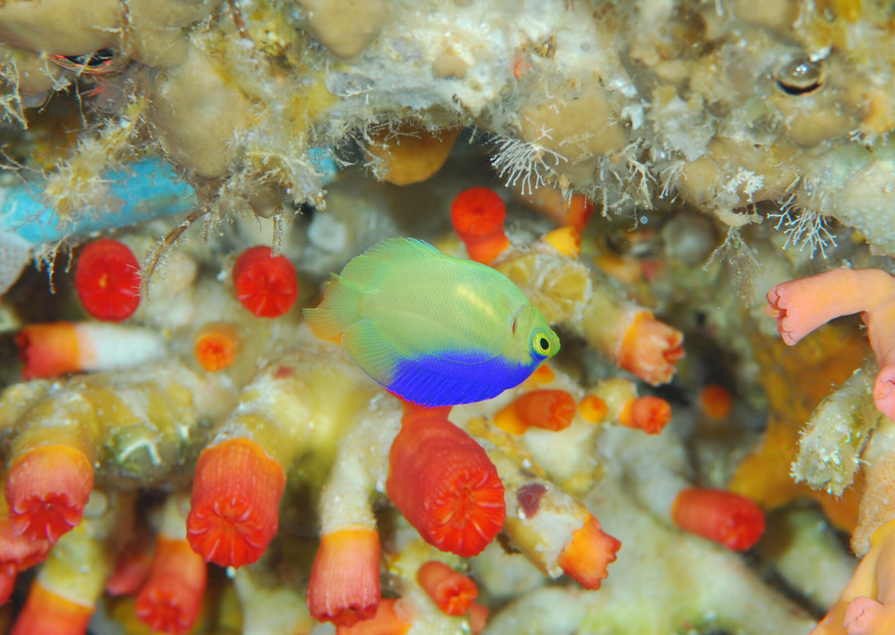 Awesome Fish Spotlight: The clandestine life of Centropyge colini ...