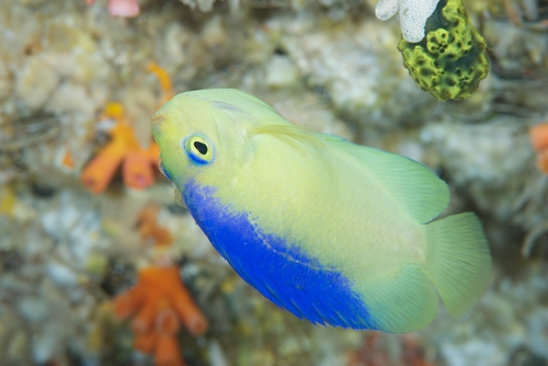 Awesome Fish Spotlight: The clandestine life of Centropyge colini ...