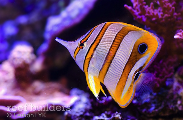 Reef Nuggets 2: Aquatic Lepidopterans for your reef (Revised edition ...