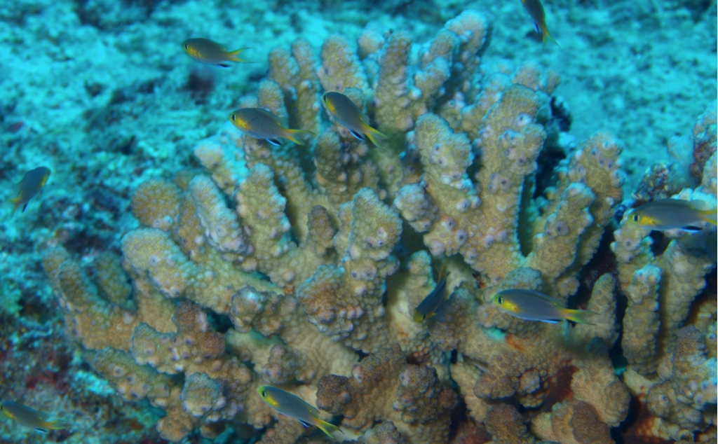 Reef Nuggets 1: Damsels in disguise | Reef Builders | The Reef and ...