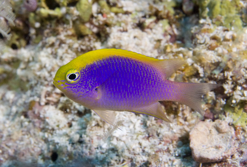 Reef Nuggets 1: Damsels in disguise | Reef Builders | The Reef and ...