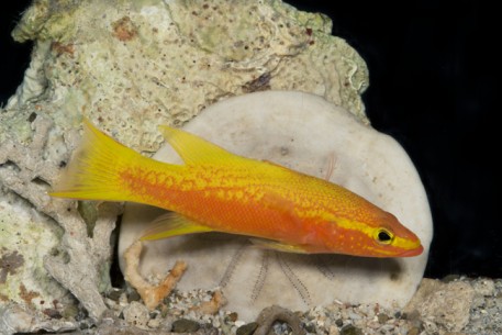 Will you stop hiding from me! Lonesome Liopropoma | Reef Builders | The ...