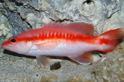 Will you stop hiding from me! Lonesome Liopropoma | Reef Builders | The ...