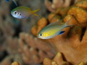 Reef Nuggets 1: Damsels in disguise | Reef Builders | The Reef and ...