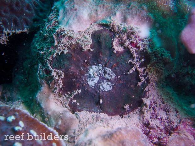 Pictures of cool cryptic corals from the Flores Sea | Reef Builders ...