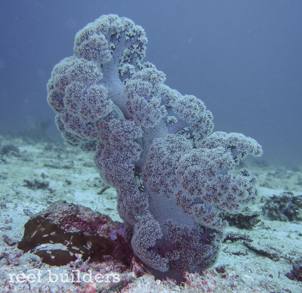 Dendronephthya colonies can grow to massive sizes | Reef Builders | The ...