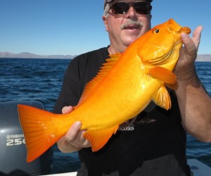 Golden grouper collected in the Philippines is extremely lucky to be ...