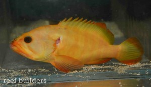 Golden grouper collected in the Philippines is extremely lucky to be ...
