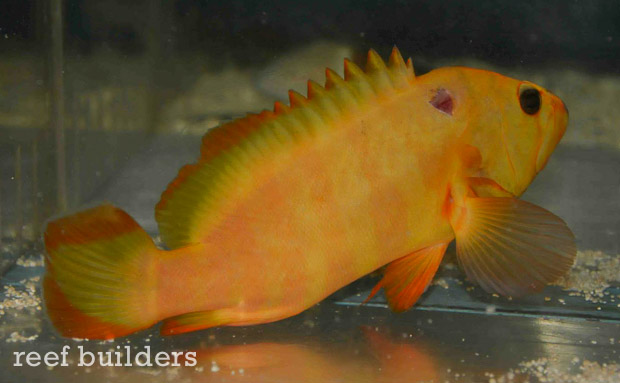 Golden grouper collected in the Philippines is extremely lucky to be ...
