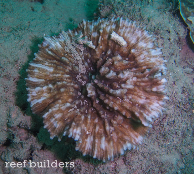 Pictures of cool cryptic corals from the Flores Sea | Reef Builders ...