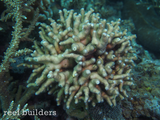 Pictures of cool cryptic corals from the Flores Sea | Reef Builders ...