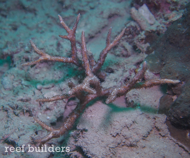 Pictures of cool cryptic corals from the Flores Sea | Reef Builders ...
