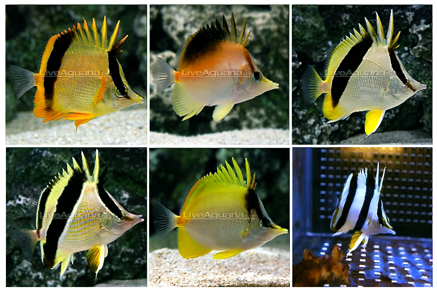 Reef Nuggets 2: Aquatic Lepidopterans for your reef (Revised edition ...