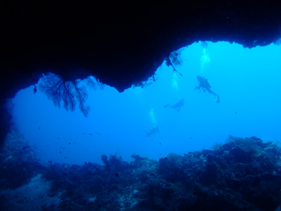 Awesome Fish Spotlight: The clandestine life of Centropyge colini ...