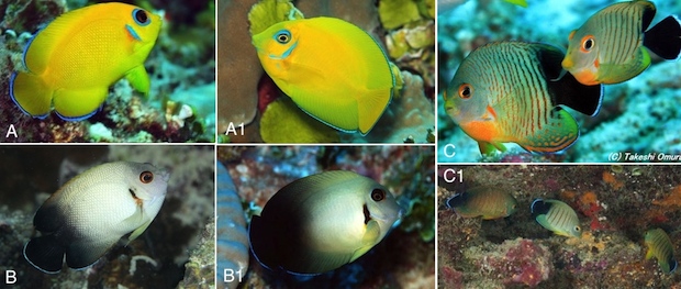 Survival on the reef part 1: Masquerading under false colours | Reef ...