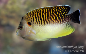 Stunning Adult Tiger Angelfish Sighted On The Outskirts of Chicago ...