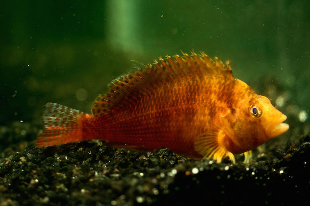 Cirrhitichthys bleekeri- A lesser known Hawkfish | Reef Builders | The ...