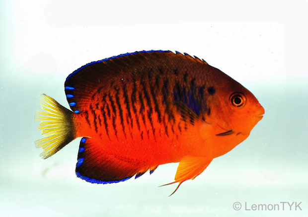 Sequential Hermaphrodites: Protandrous, Protogynous or serial ...