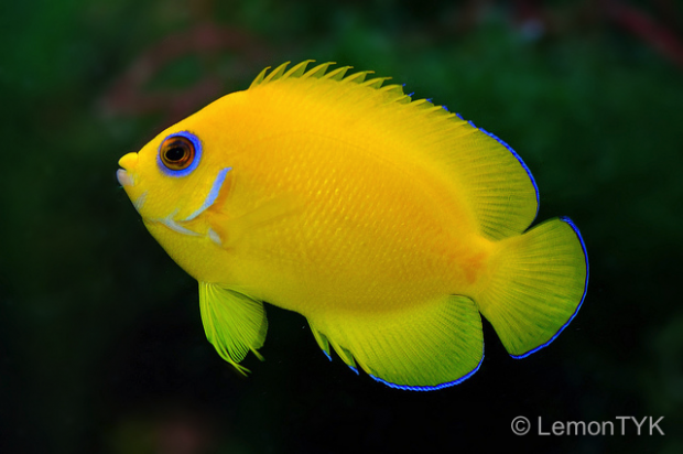 Sequential Hermaphrodites: Protandrous, Protogynous or serial ...