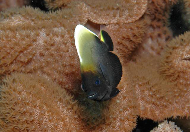 Tiny conspicuous angelfish is so small it’s practically post-larval ...