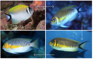 Sequential Hermaphrodites: Protandrous, Protogynous or serial ...