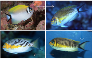Sequential Hermaphrodites: Protandrous, Protogynous or serial ...