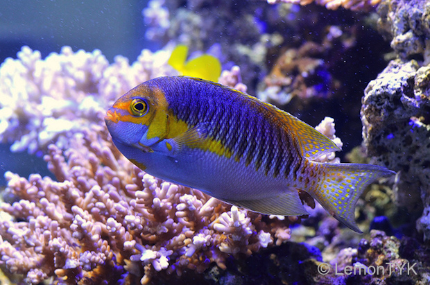 Understanding the photography triad: ISO, aperture and shutter speed ...