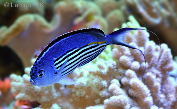 Sequential Hermaphrodites: Protandrous, Protogynous or serial ...