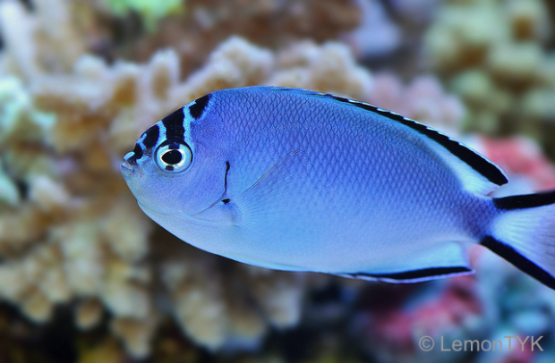 Sequential Hermaphrodites: Protandrous, Protogynous or serial ...