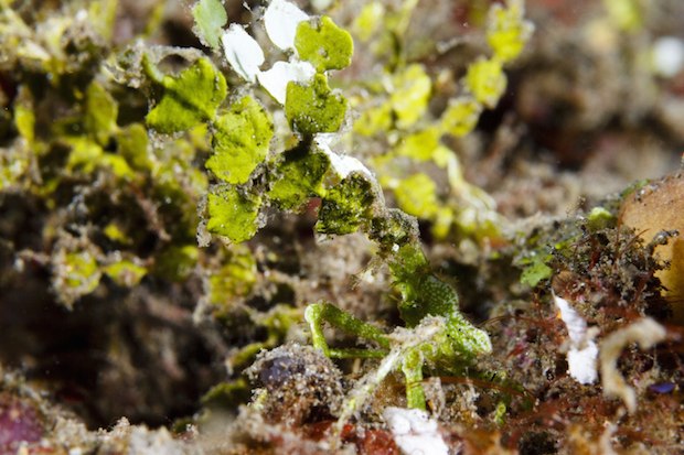 Survival on the reef part 2: Cover and concealment | Reef Builders ...