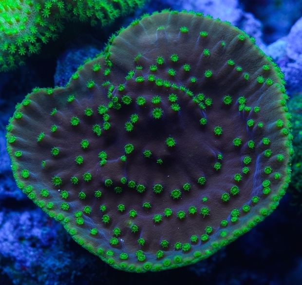 Top 10 signature corals from Jason Fox | Reef Builders | The Reef and ...