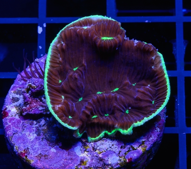 Top 10 signature corals from Jason Fox | Reef Builders | The Reef and ...